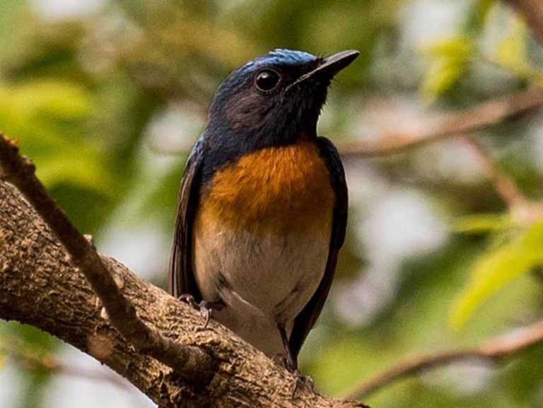 Why It is Vitally Important to Save the Birds of Kolkata